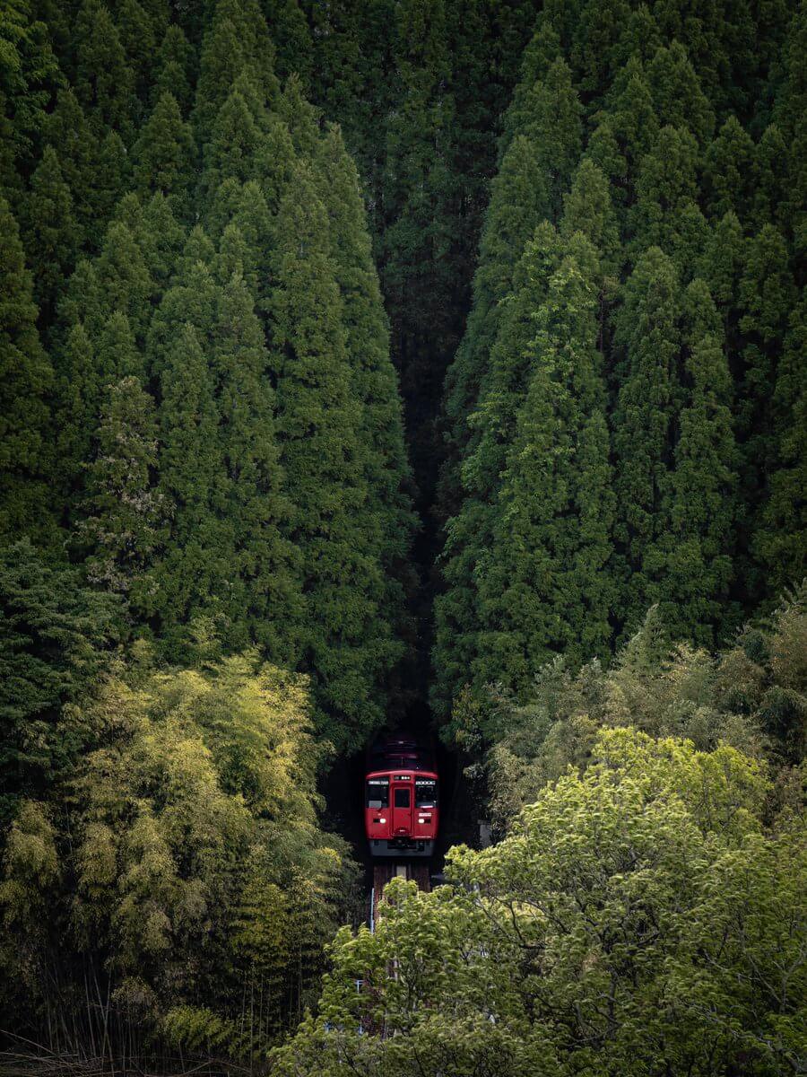 Home - Analog Forestry Network