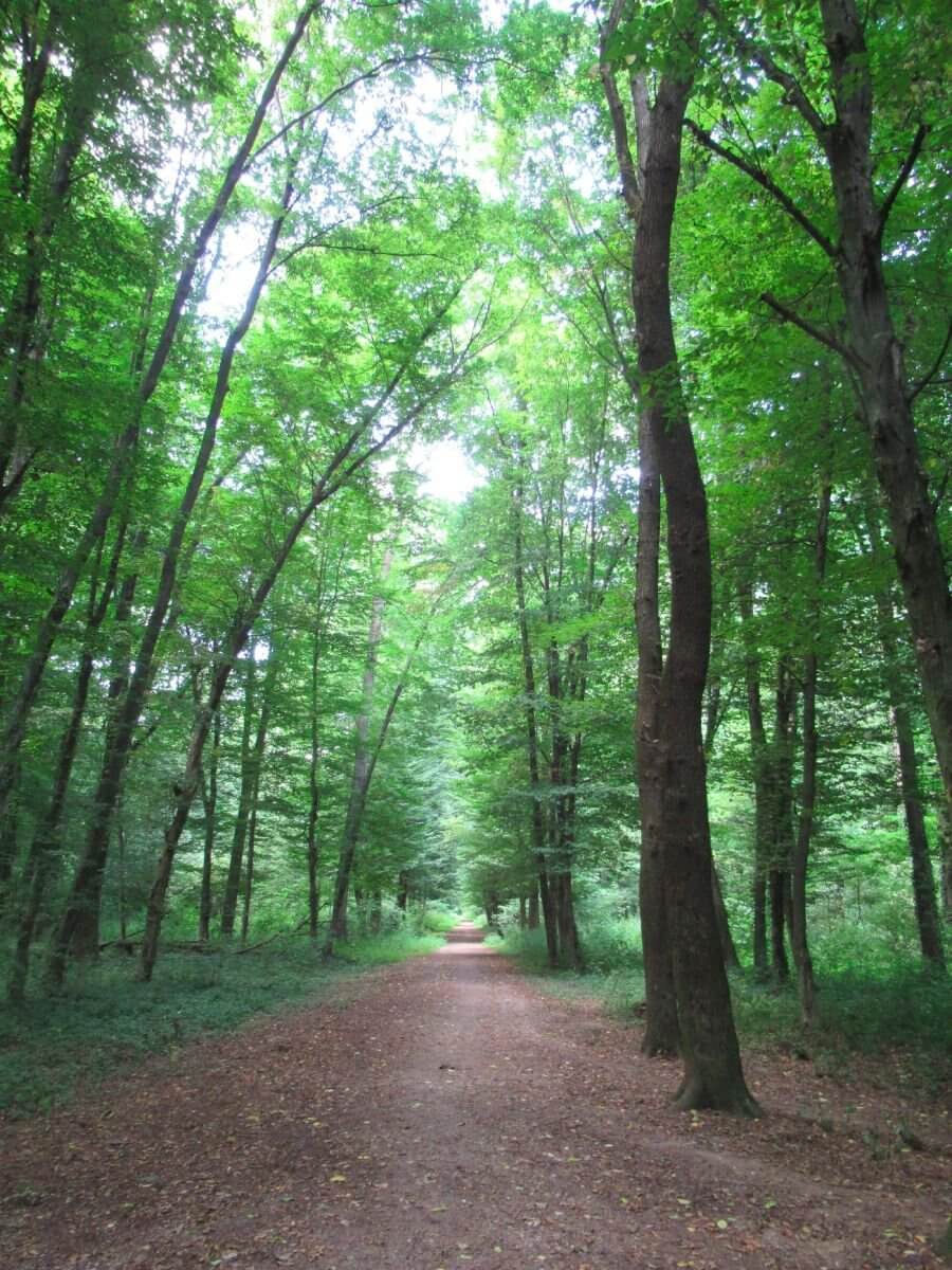 Home - Analog Forestry Network
